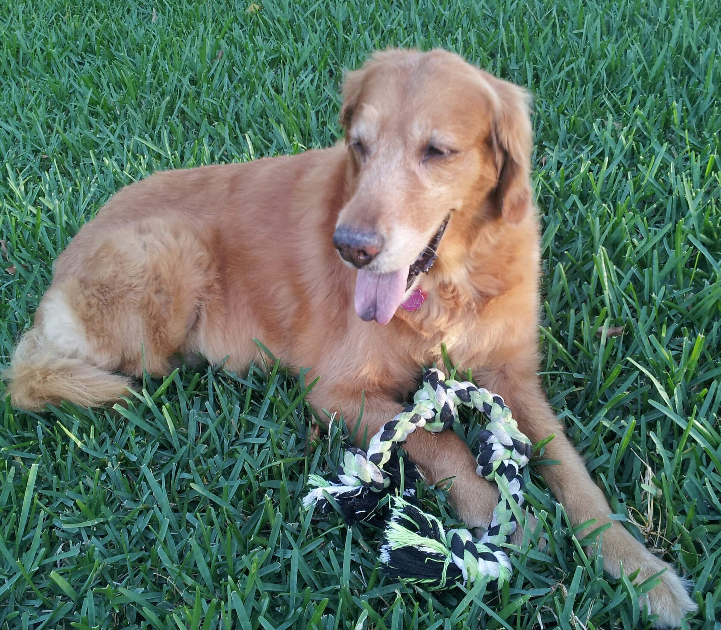 Life Lessons My Dog Taught Me - Paul Rutter Speaks